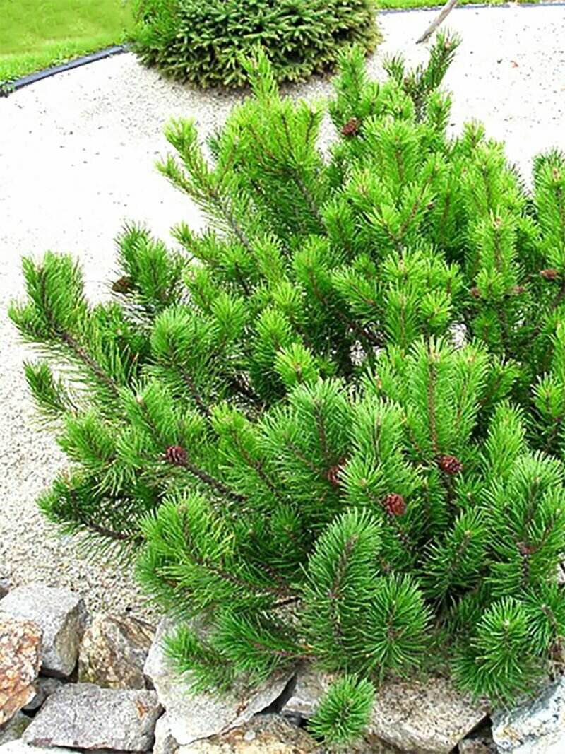 Сосна горная Мугус Марент, Семена, 20 шт