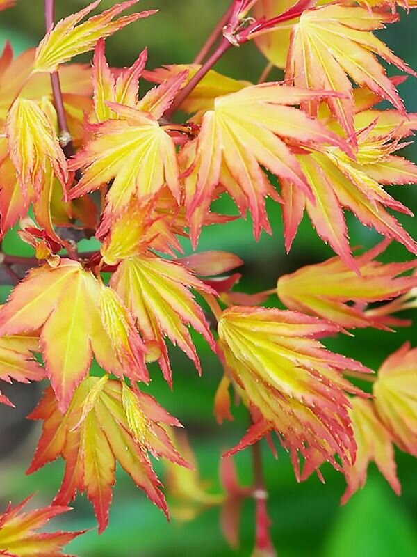 Клен Японский Оранжевая Мечта, Семена, 10 шт, семена декоративных растений