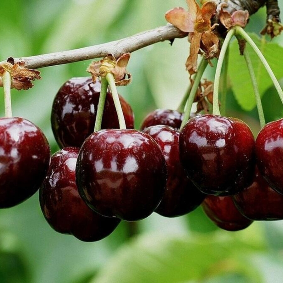 Черешня Бурлат (1 саженец), Россия