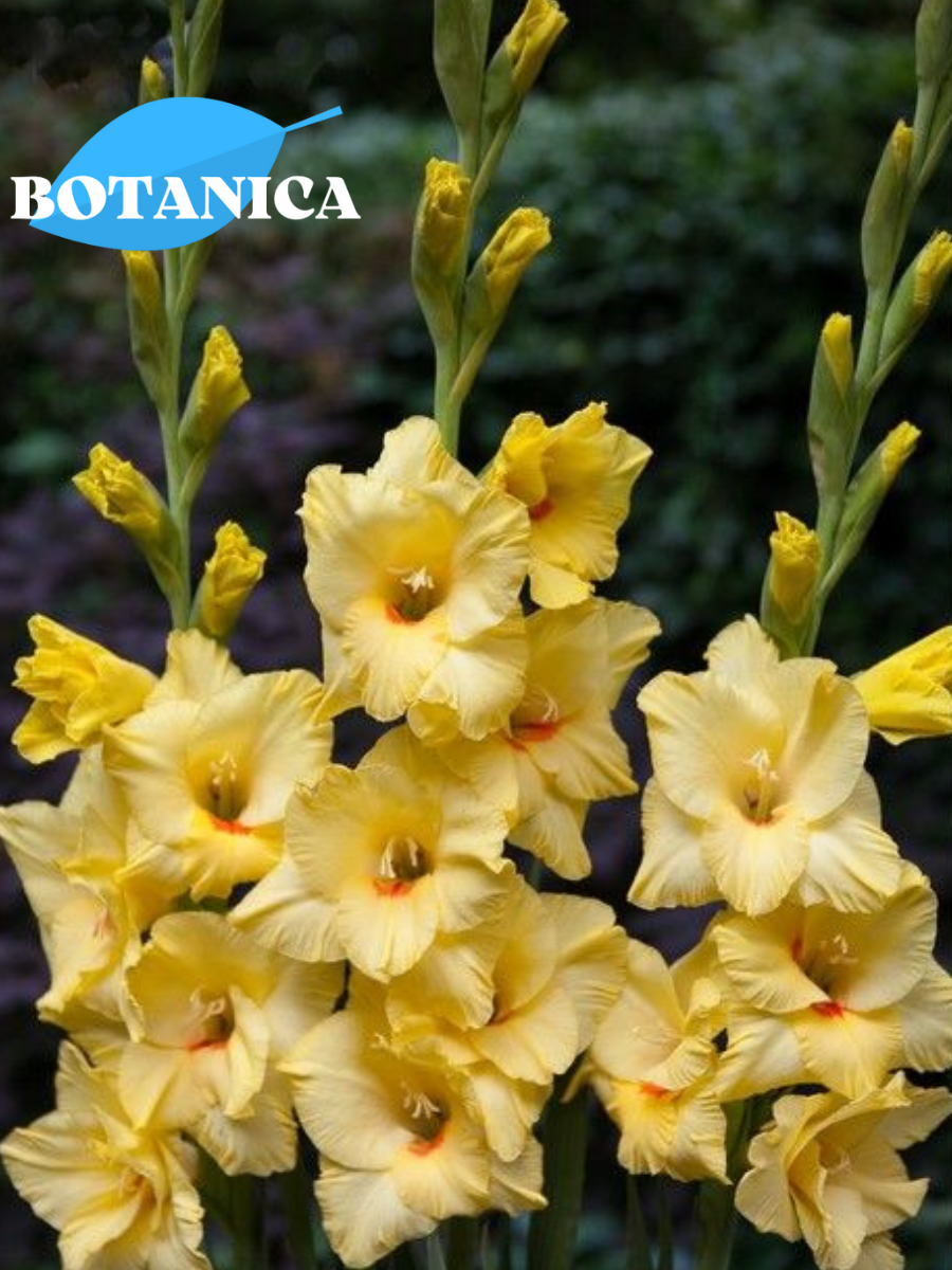 Луковицы цветов, botanica garden, Гладиолус Платини (3 штуки)