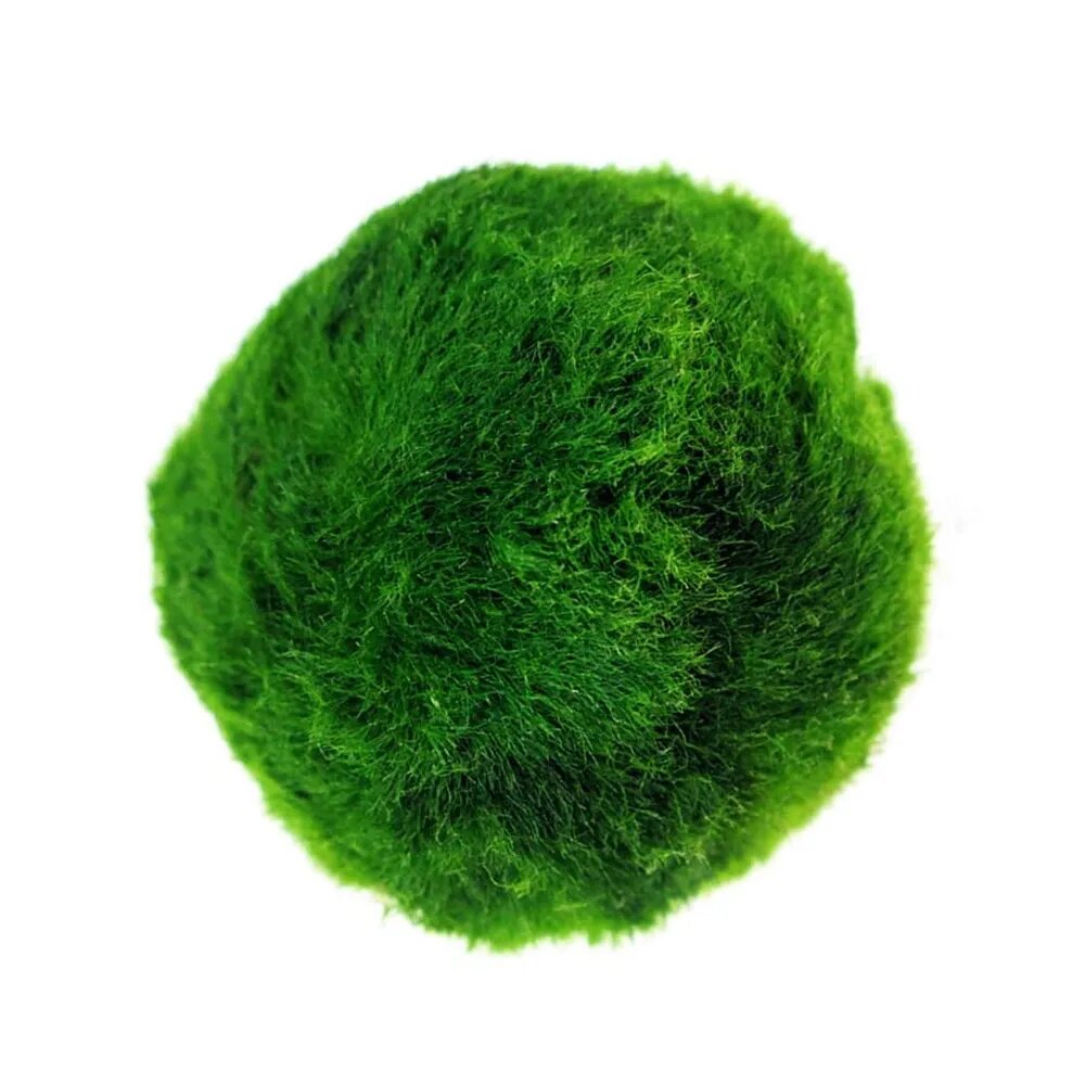 Зеленый мох для аквариума