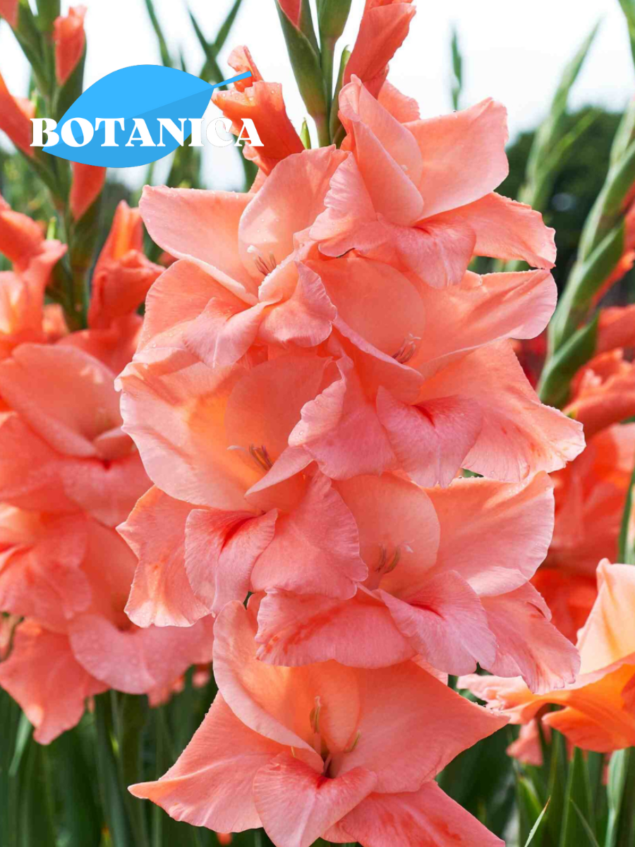 Луковицы цветов, botanica garden, Гладиолус Нью Релиз ( 3 луковицы )