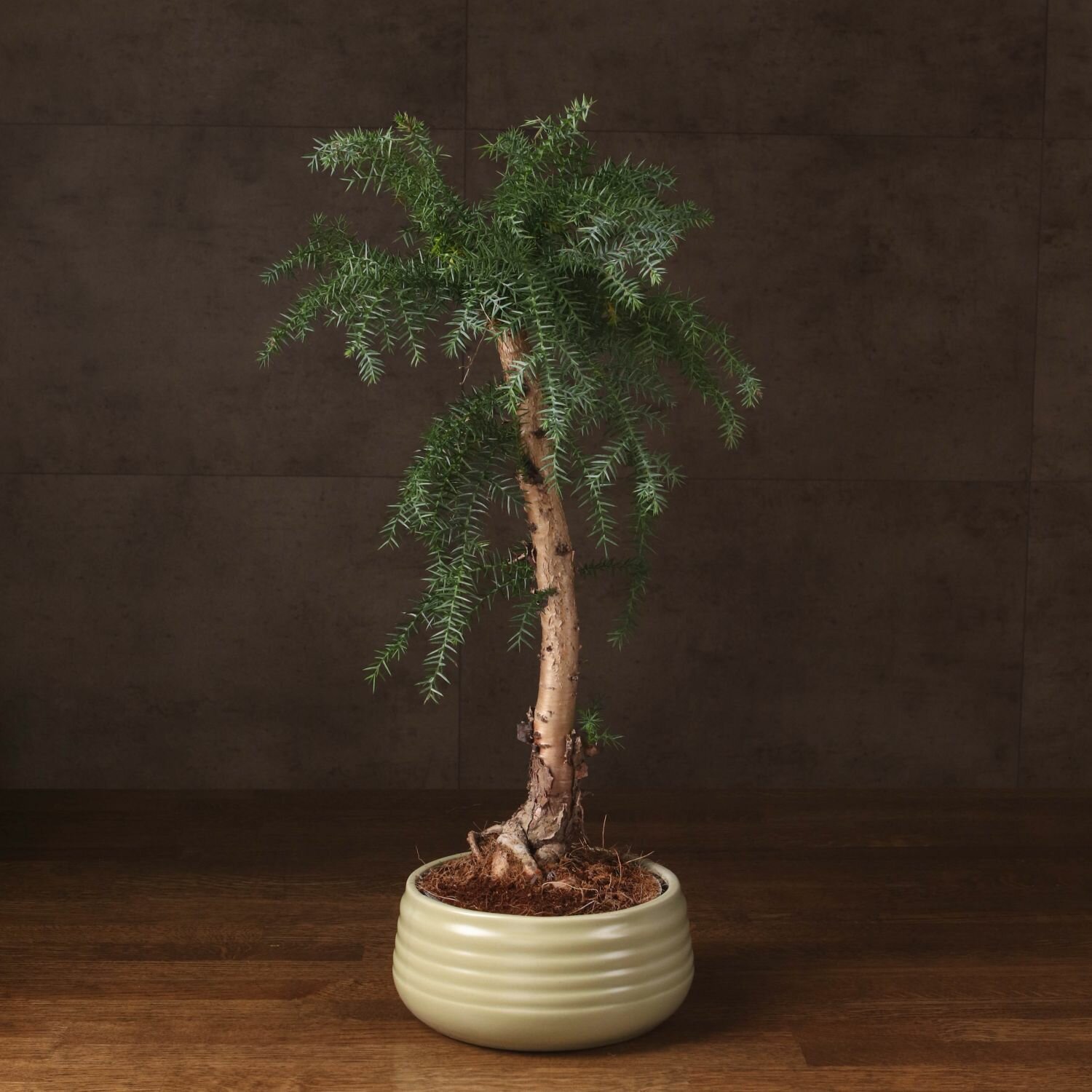 Бонсай Араукария в оливковой плошке 65/17