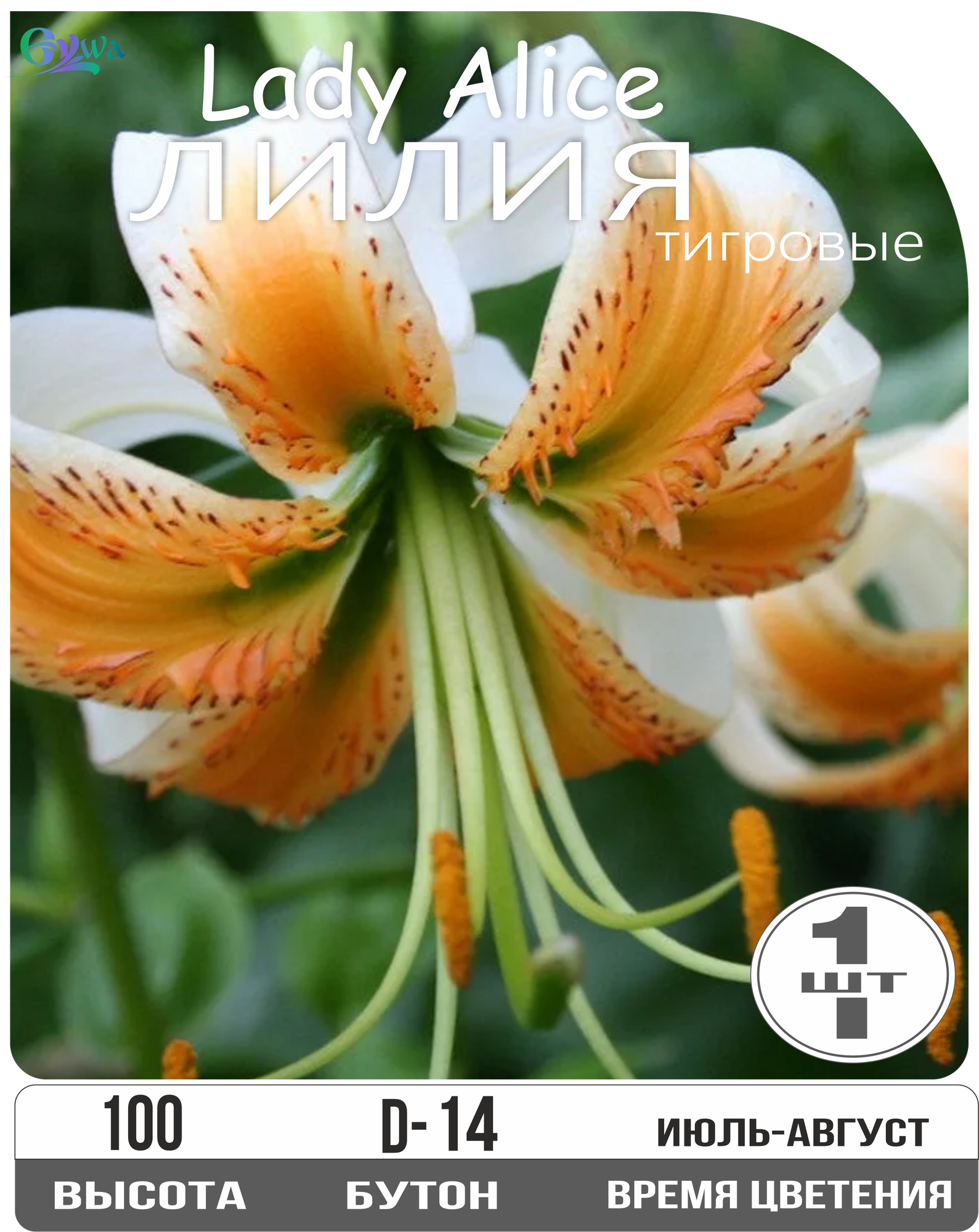 Лилия луковицы многолетние Леди Алиса, тигровые, высота 100 см, 1шт.