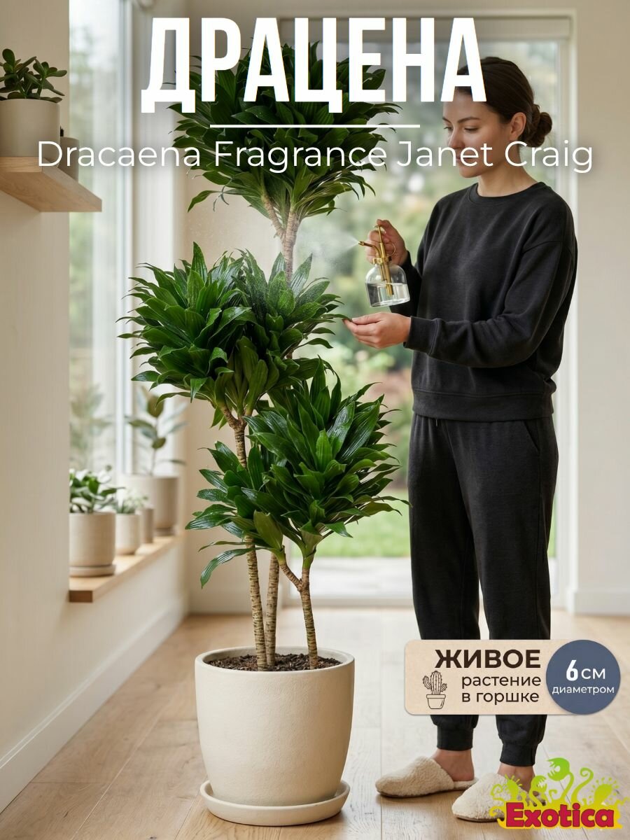 Драцена Джанет Крейг (Dracaena Fragrance Janet Craig) D6см, комнатное растение