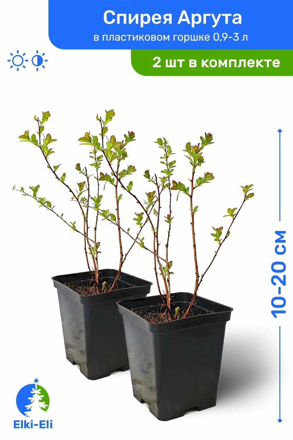 Спирея Аргута (Spiraea arguta) 10-20 см в пластиковом горшке, саженец, лиственное живое растение, комплект из 2 шт