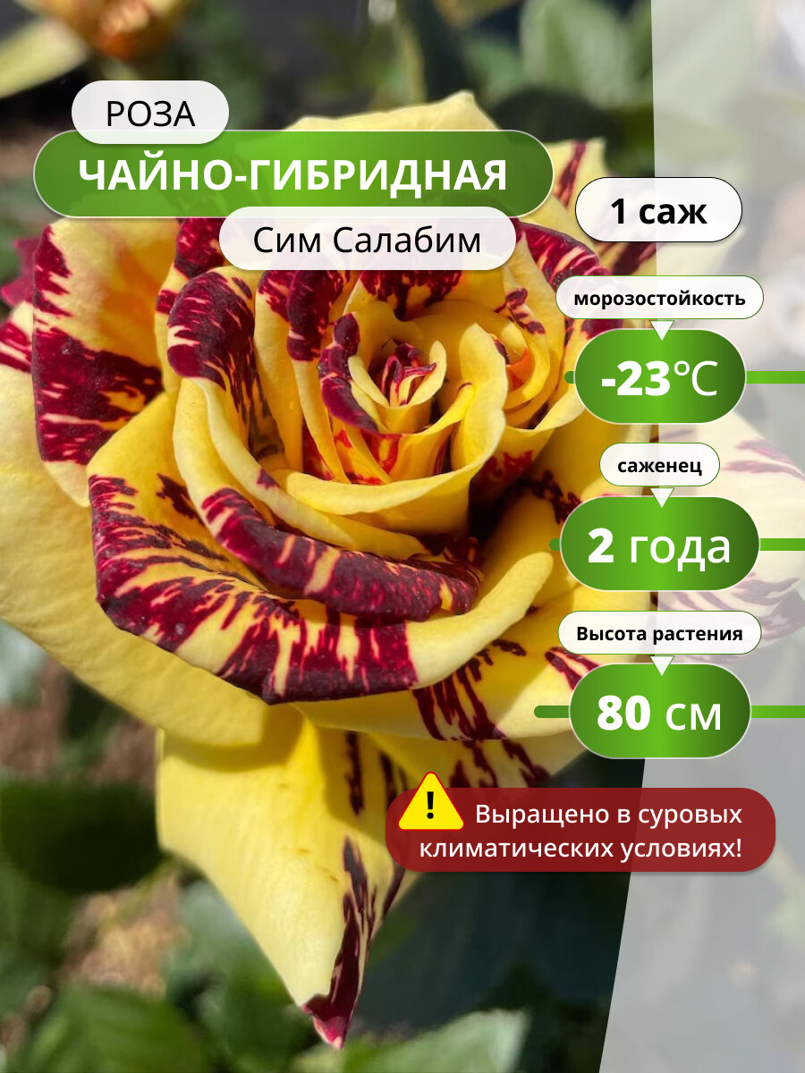 Роза Сим Салабим, многолетняя, жёлтая, тёмно-бордовая / розы