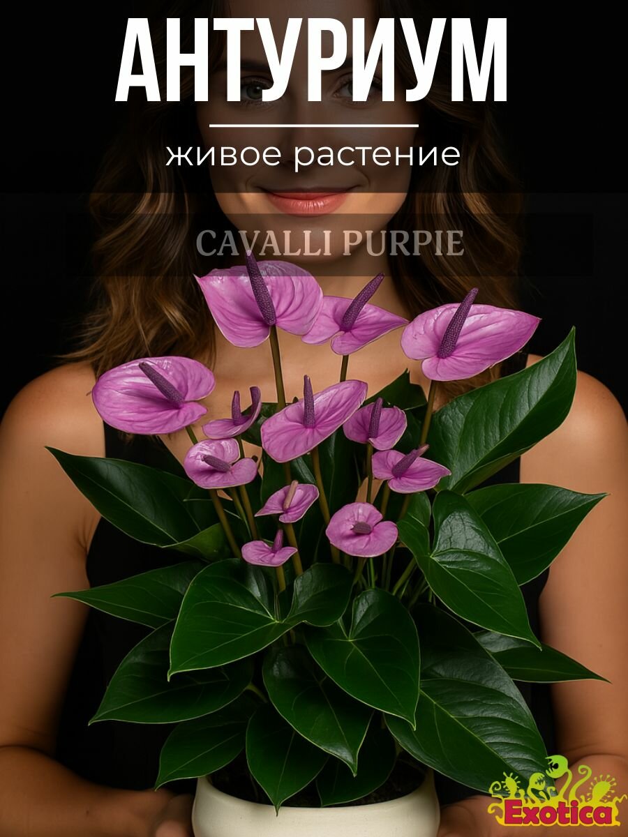 Антуриум Кавалли (Anthurium Cavalli) D14см, живой цветок Мужское Счастье