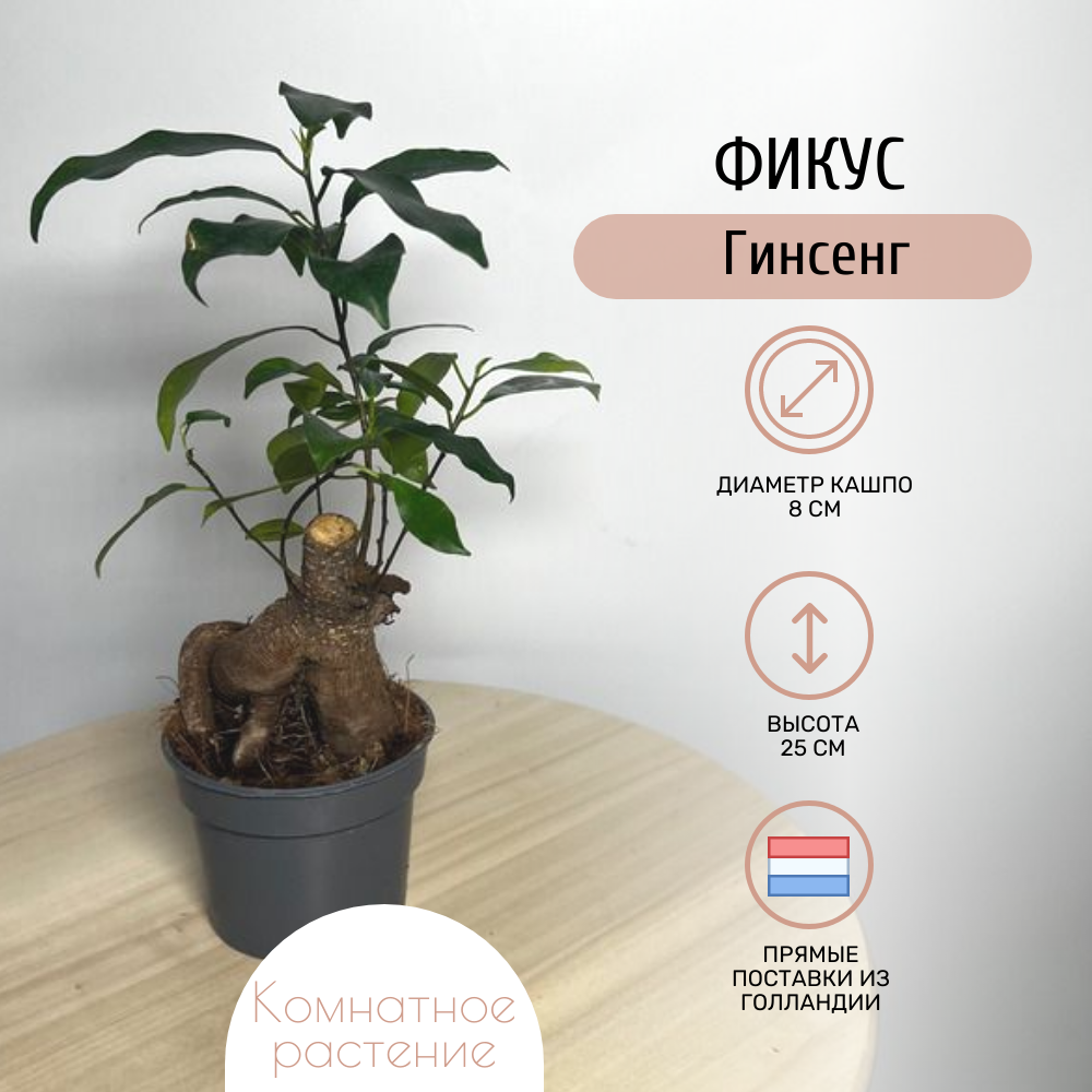 Комнатное растение Фикус Гинсенга в транспортировочном кашпо, высота 25см