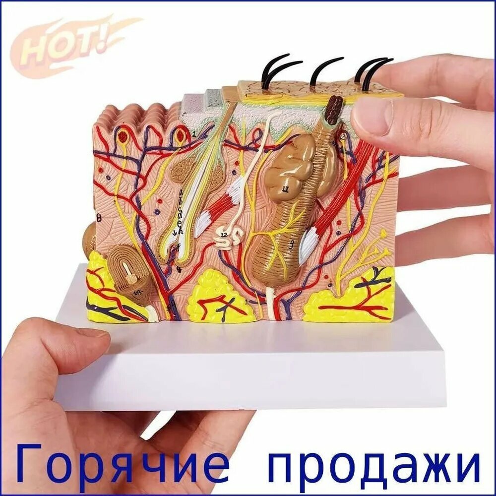 Анатомическая модель кожи человека: слои, волосы, строение, увеличение изображения кожи в 35 раз, 20 см х 12 см х 16 см