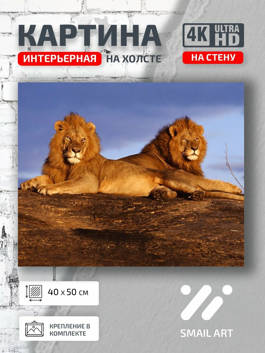 Картина на холсте интерьерная 40 на 50 на стену Львы Mood для студии атмосфера интерьер