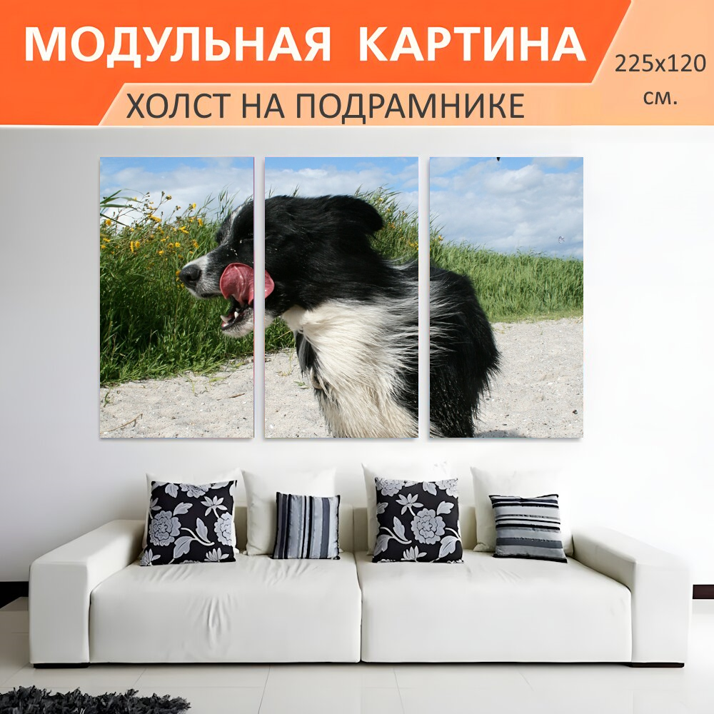Модульная картина на холсте "Бордер колли, собака, пляж" триптих на подрамнике 225х120 см. для интерьера