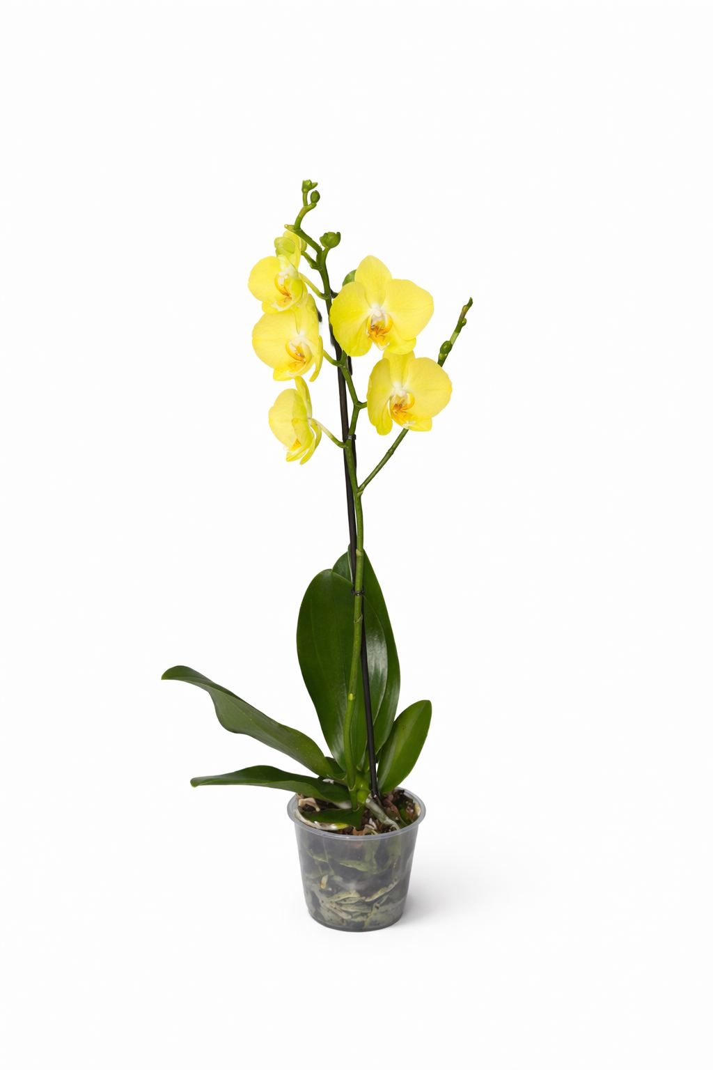 Орхидея Фаленопсис Макси (Phalaenopsis) — солнечный жёлтый акцент с крупными цветами