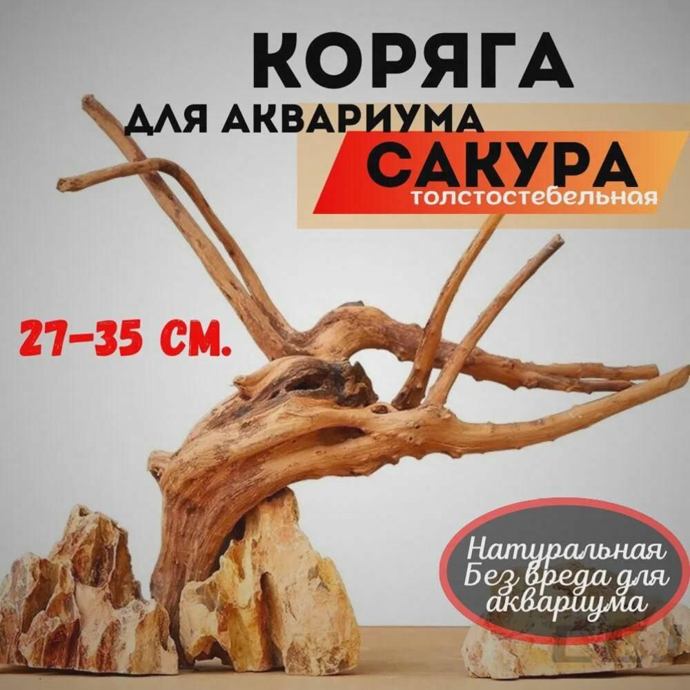 Коряга для аквариума натуральная/Коряга натуральная Сакура/Декорация для аквариума и террариума.