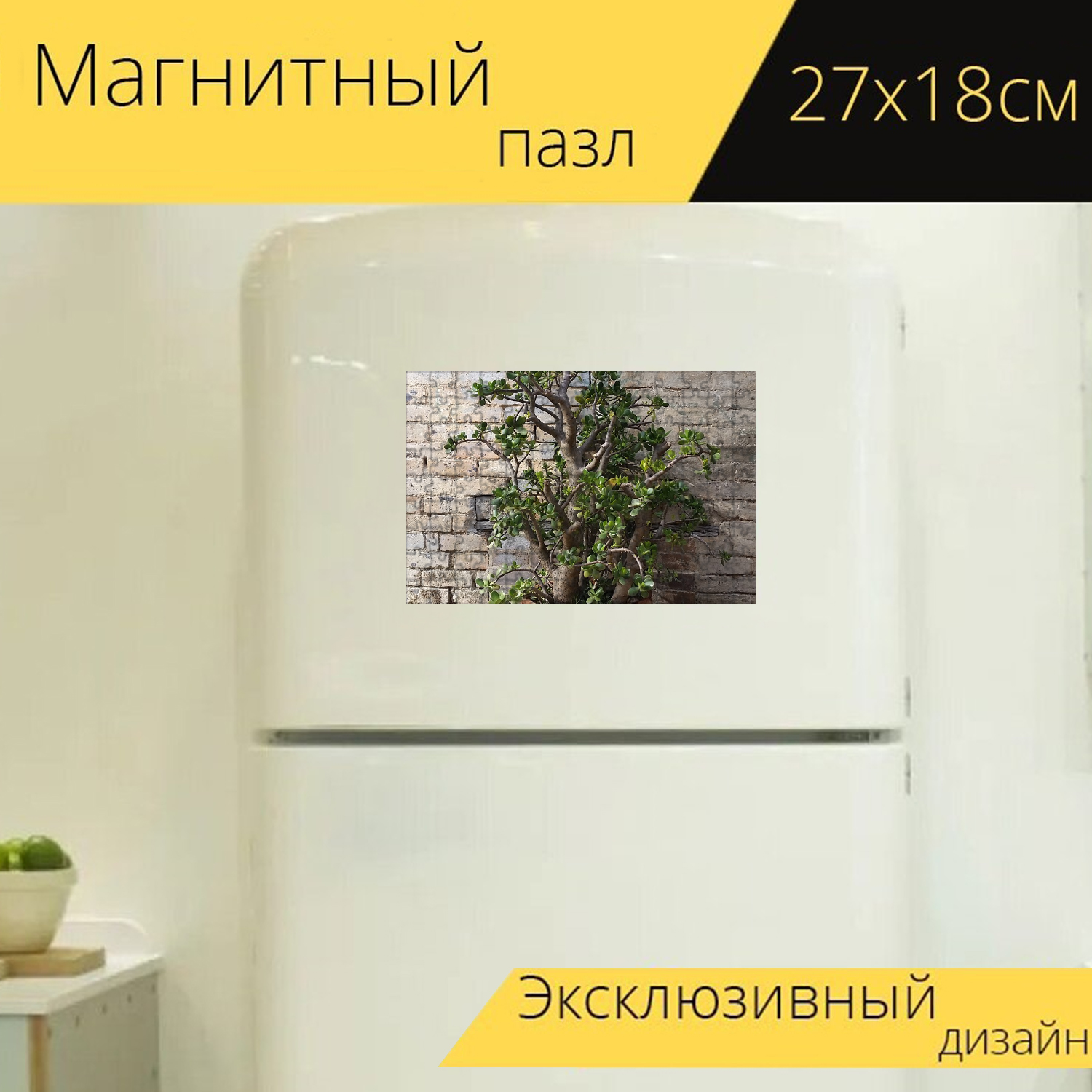 Магнитный пазл "Крассула яйцевидная, растение в горшке, денежное дерево" на холодильник 27 x 18 см.