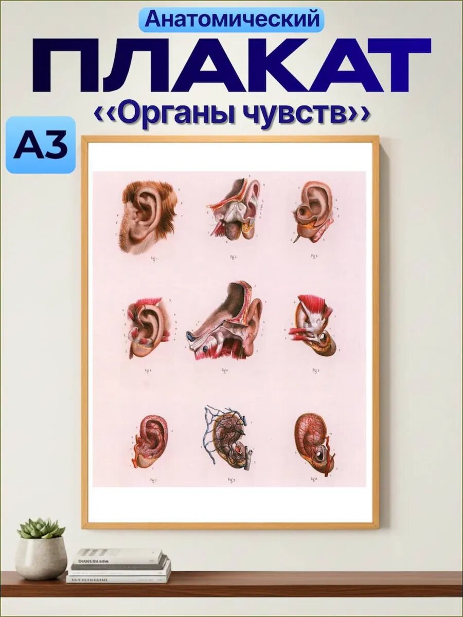 Постер медицинский, ухо, офтальмология, лор, А3 анатомия, хирургия