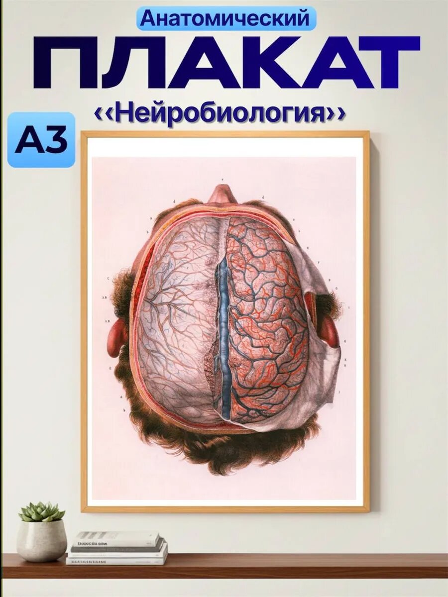 Постер медицинский, мозг сверху, нейробиология, нейрохирургия, А3 анатомия,