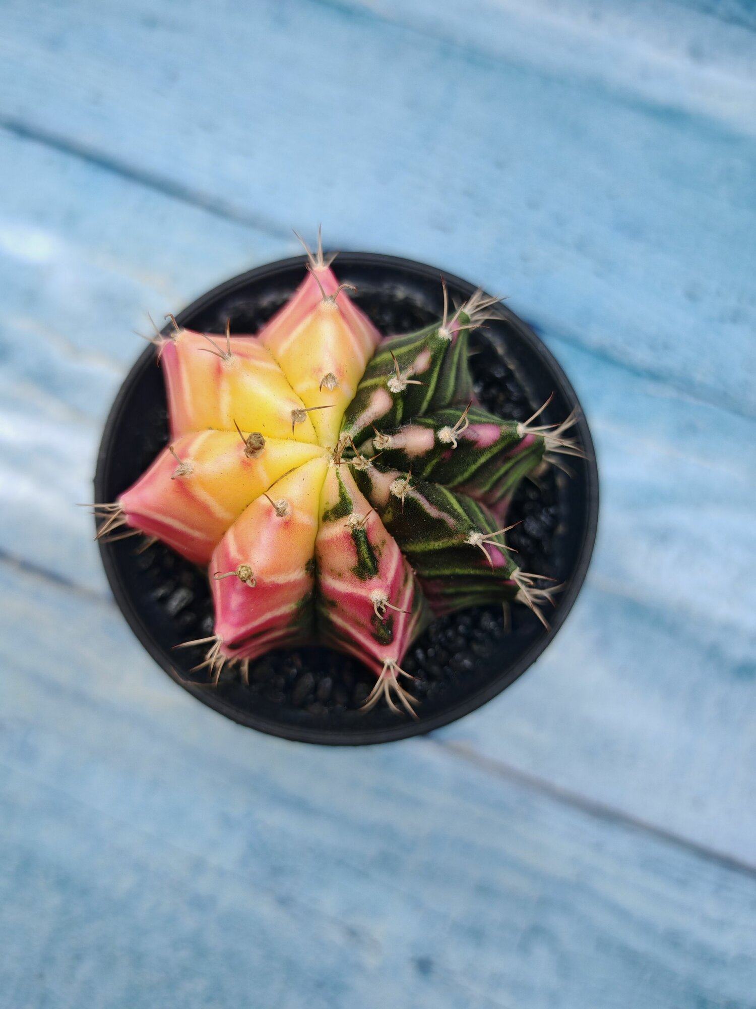 Коллекционный кактус Gymnocalycium Variegata (Гимнокалициум Вариегатный). Диаметр горшка 7 см. Субстрат Succuterra Classic и фирменный горшочек в комплекте.