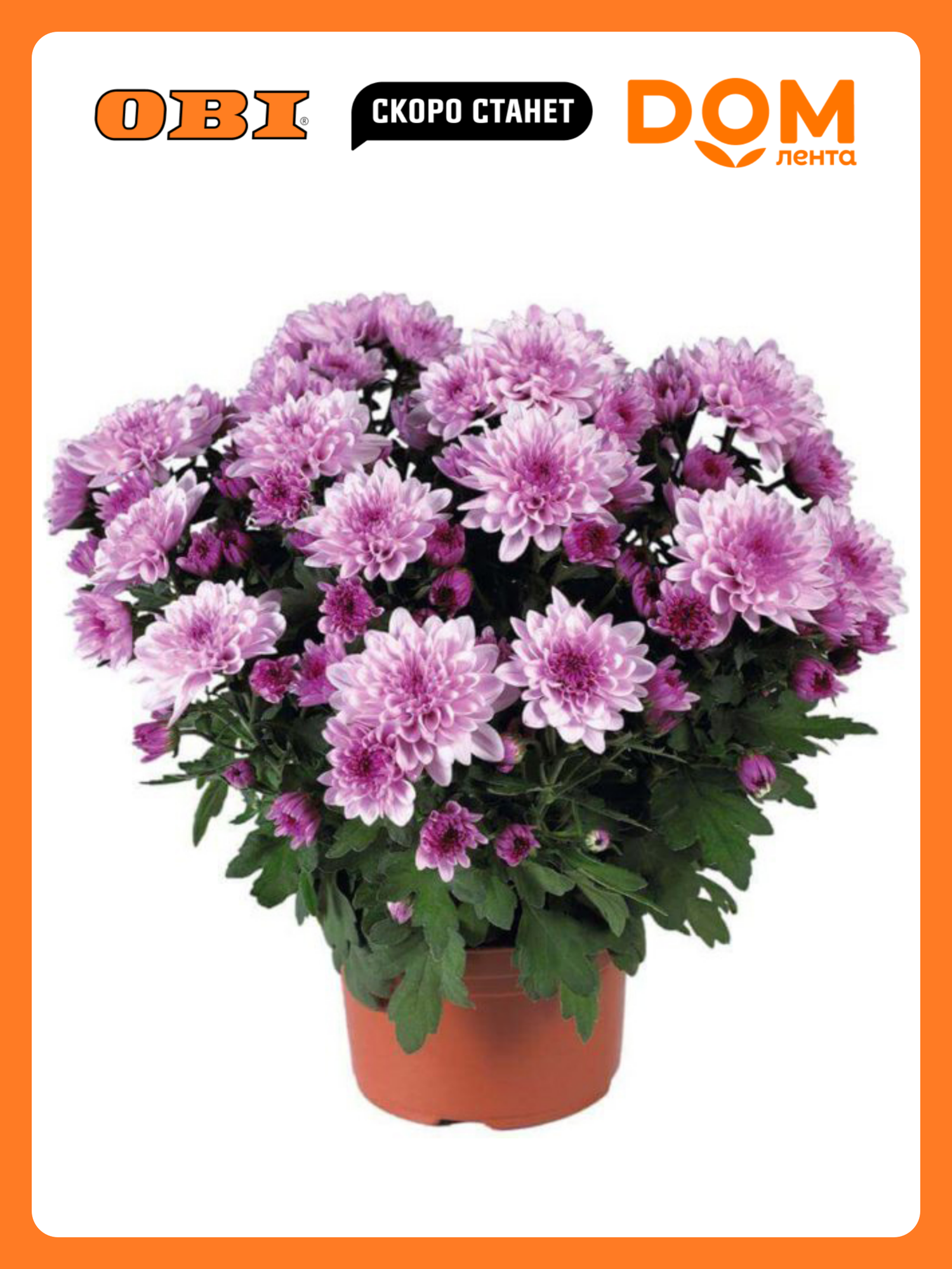 Растение Хризантема Мультифлора D13 H30