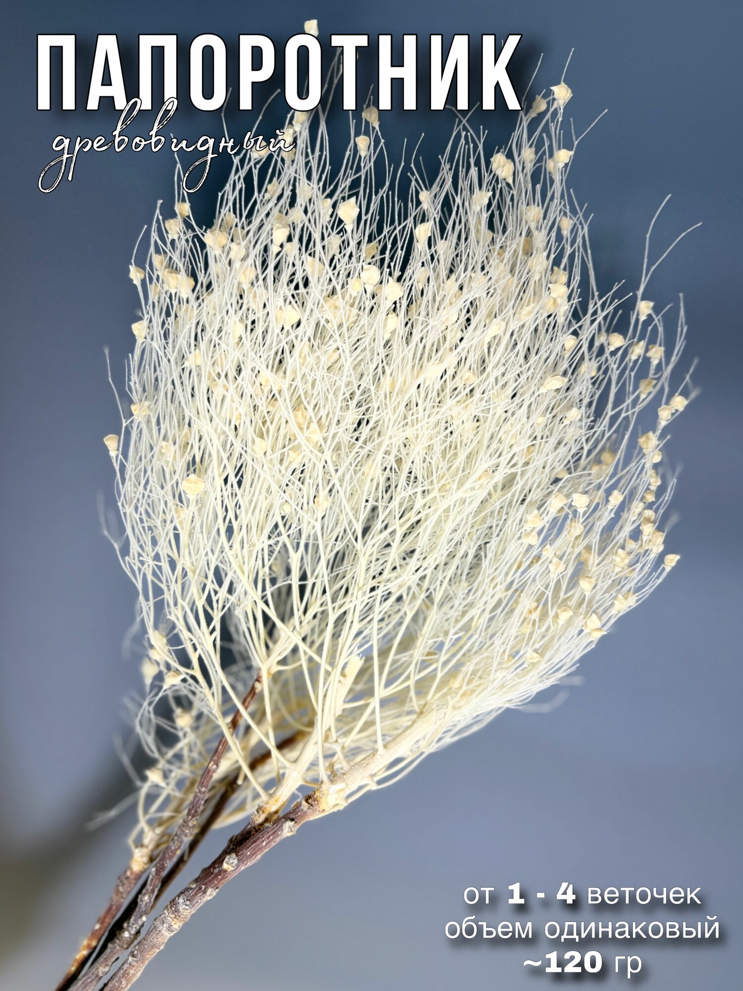 Ситник нитевидный стабилизированный для декора