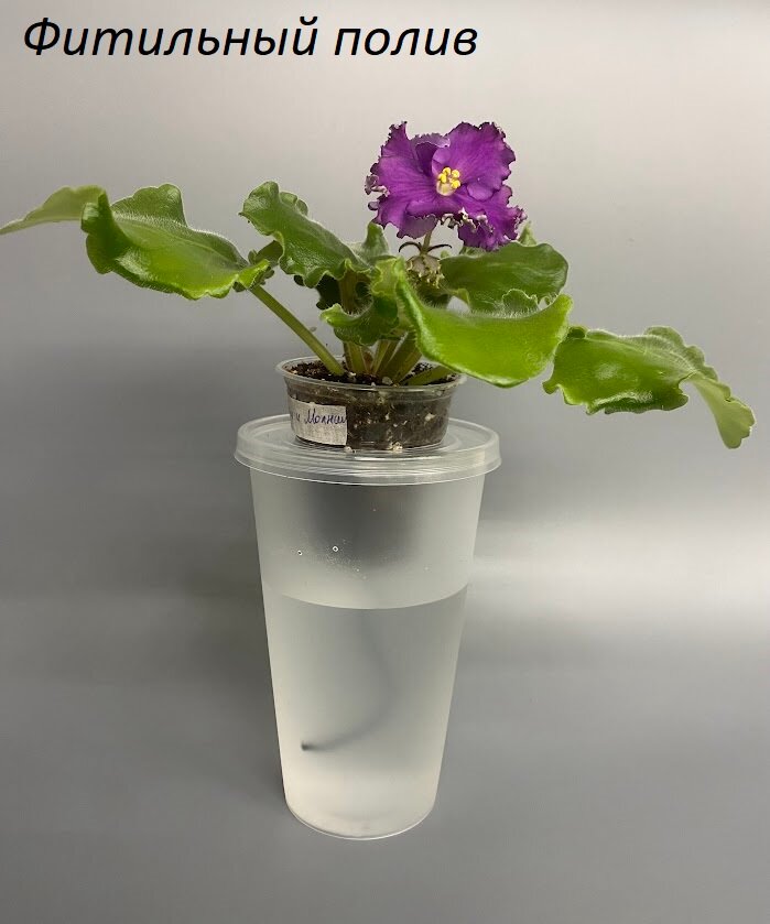 Система фитильного полива для деток и стандартов, 17 шт.