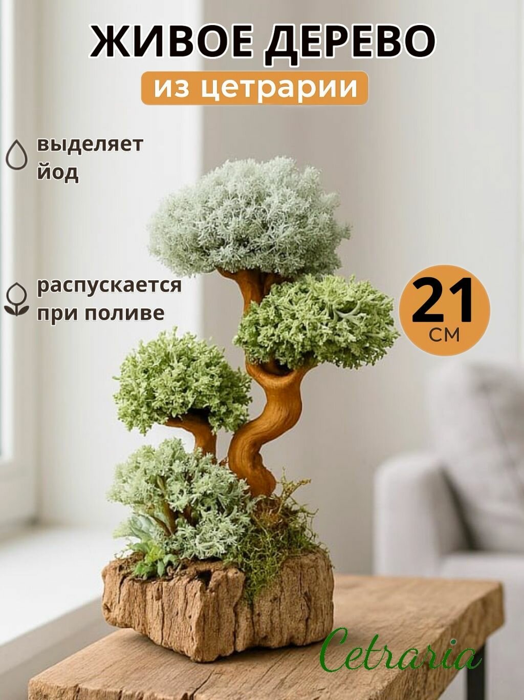 Статуэтка Дерево с живым мхом Цетрария / необычный подарок, 21 см