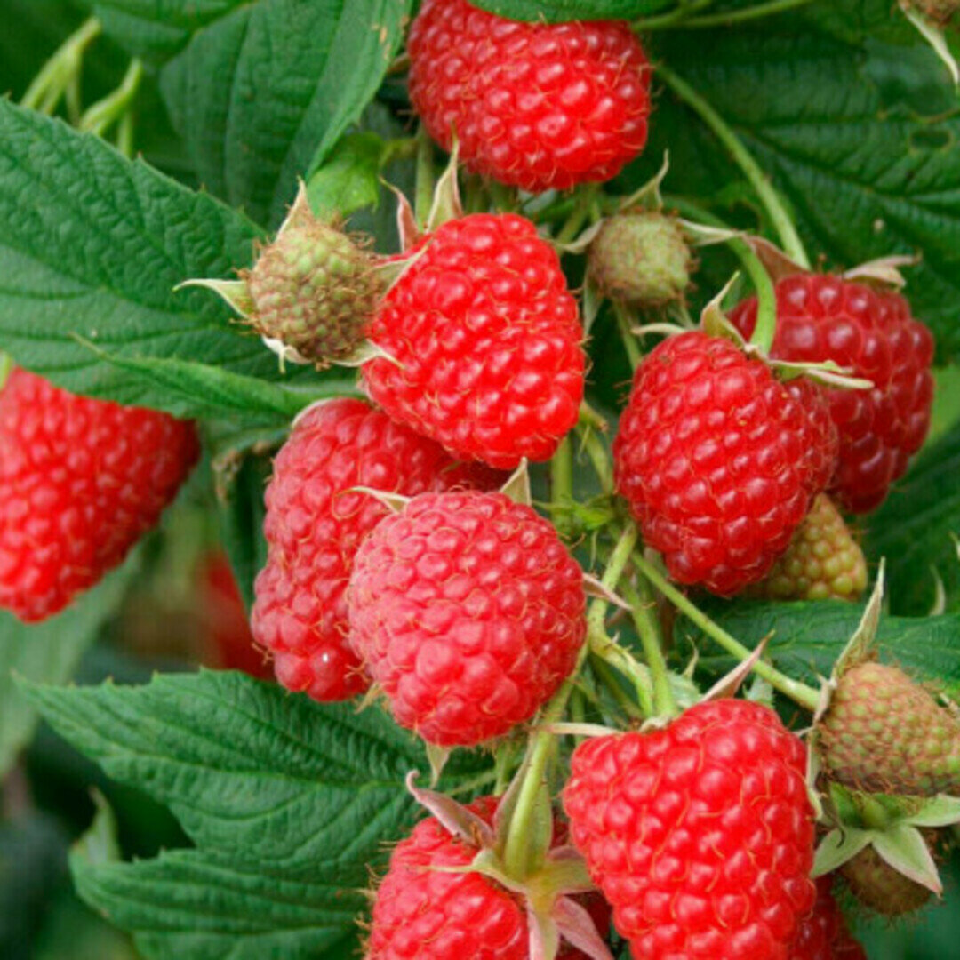 Малина ремонтантная Полка / 2 шт, высокоурожайный, позднеспелый сорт