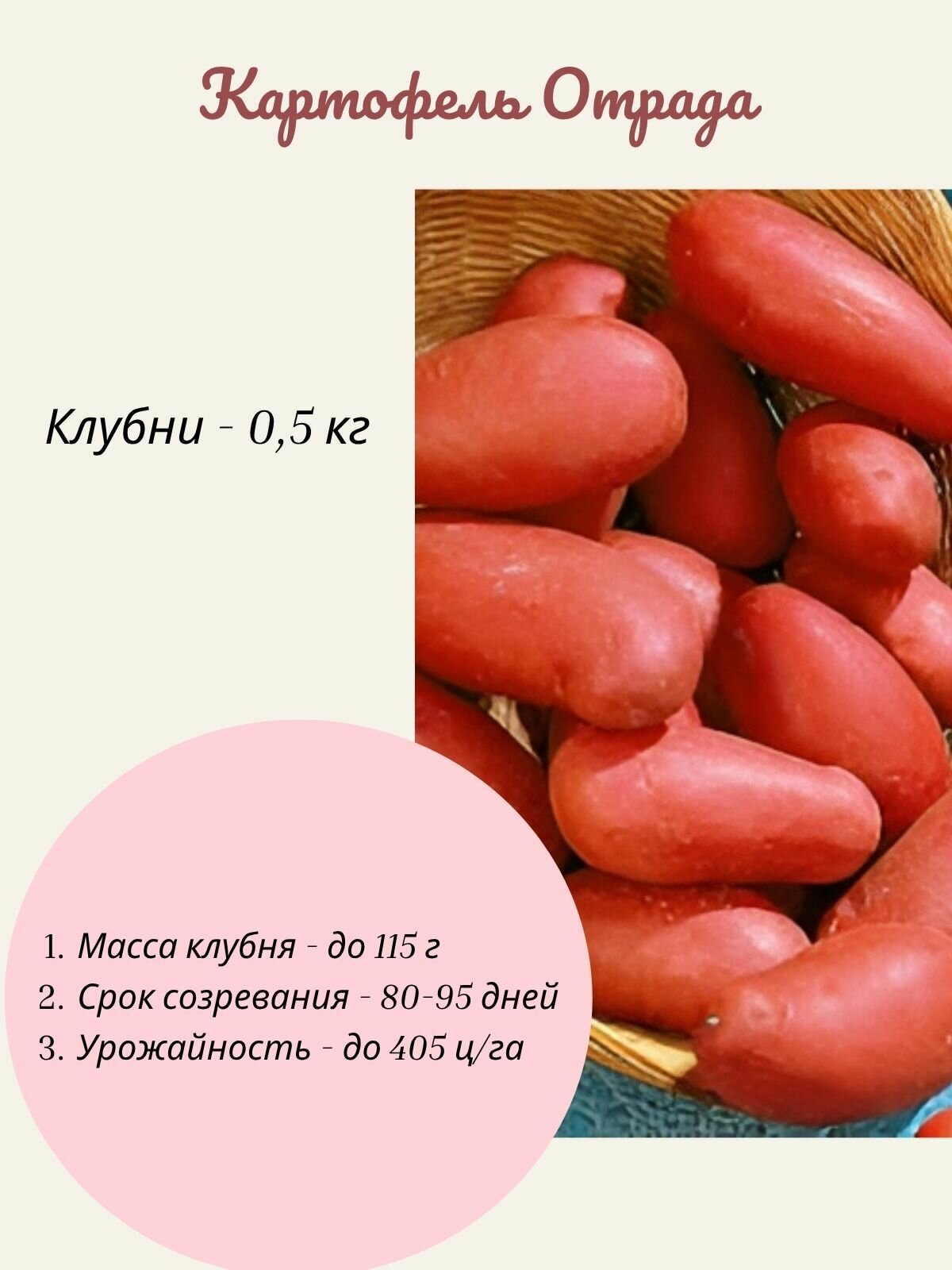 Картофель красный Отрада 0,5 кг на посадку