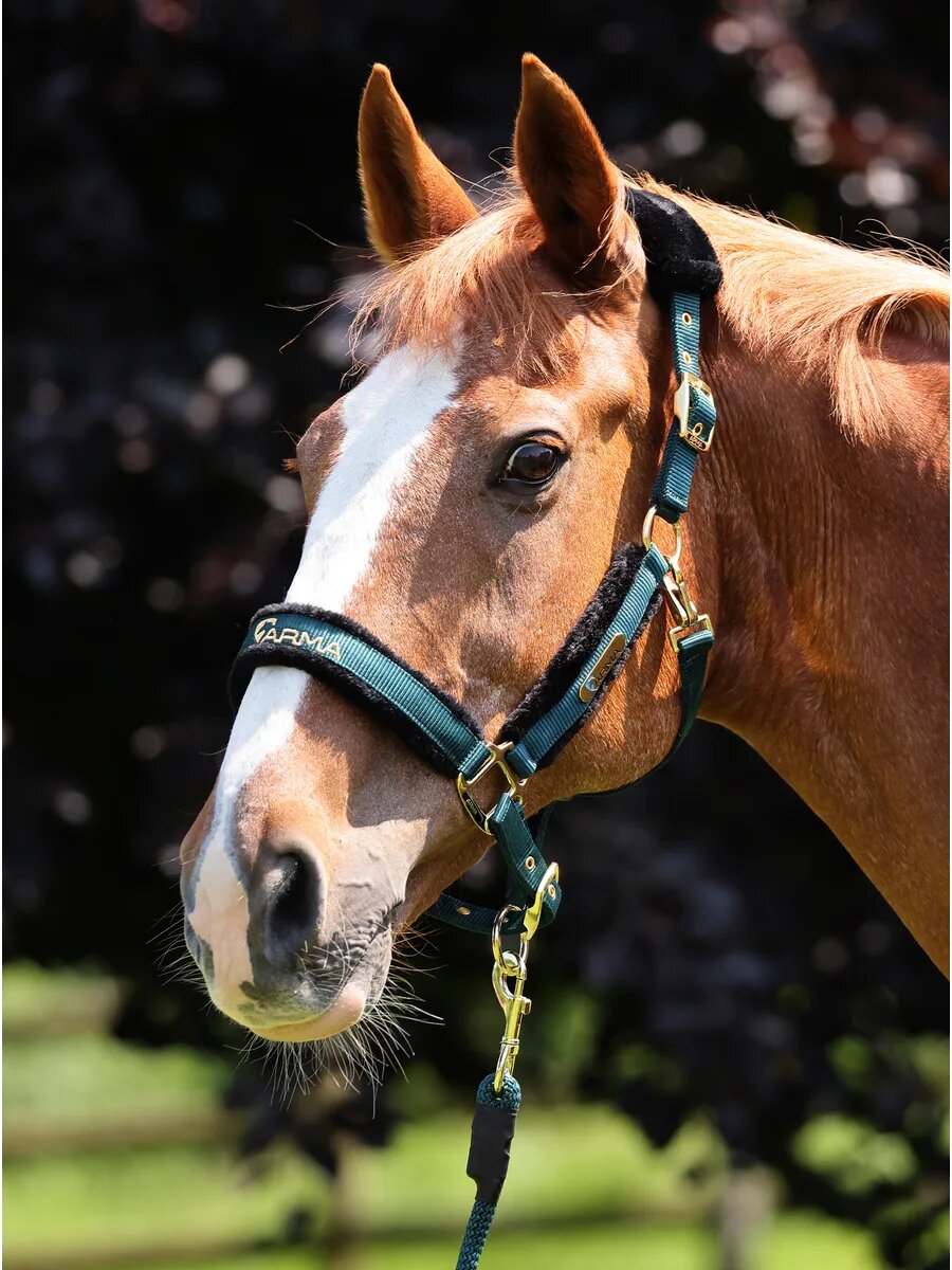 Недоуздок для лошади нейлоновый с чомбуром "Devon", зеленый