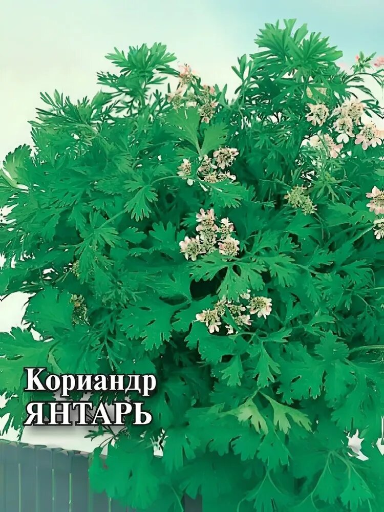 Кориандр (кинза) Янтарь 400 г