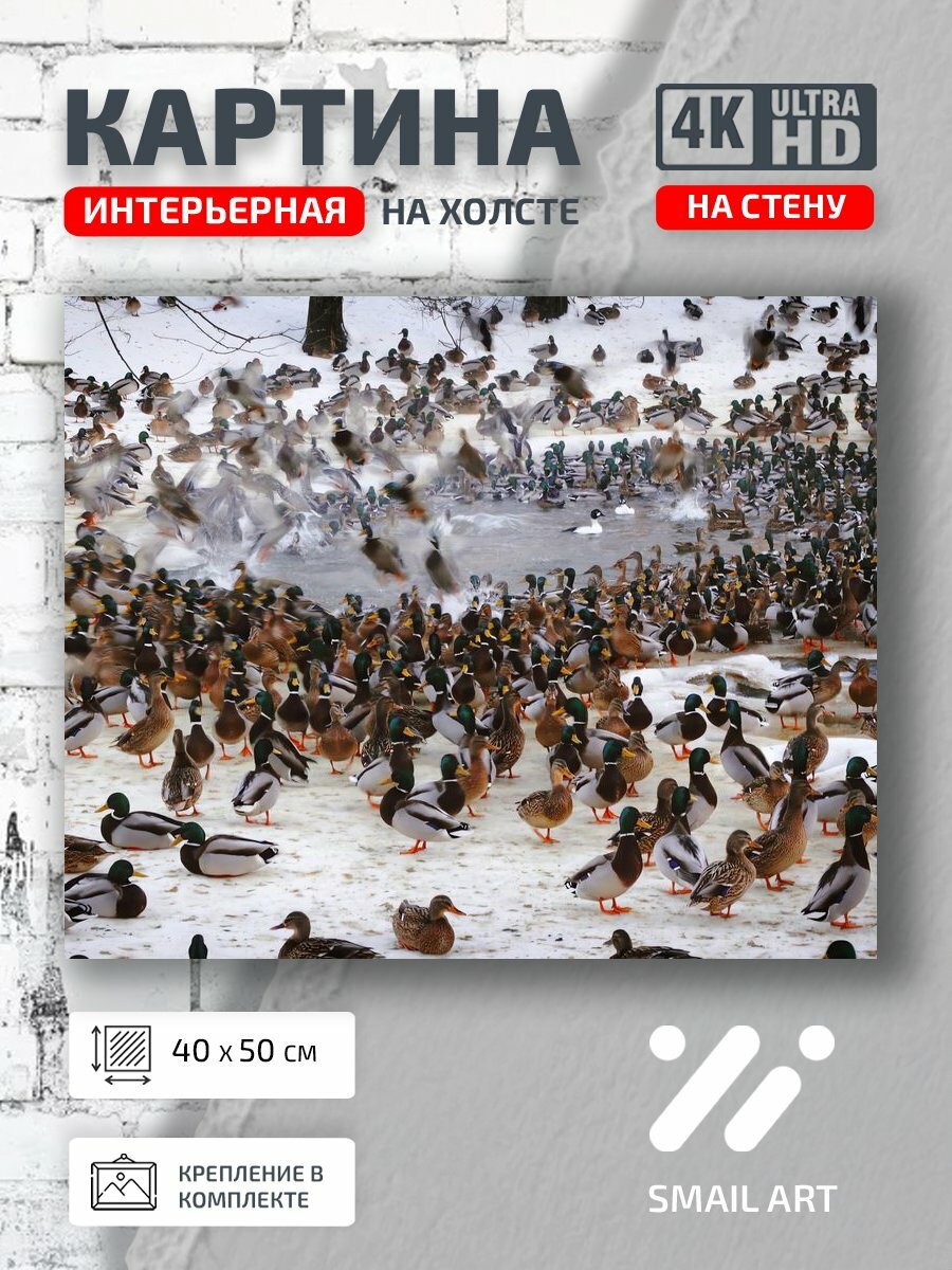 Картина на холсте интерьерная 40 на 50 на стену Уток Mood для офиса атмосфера интерьер