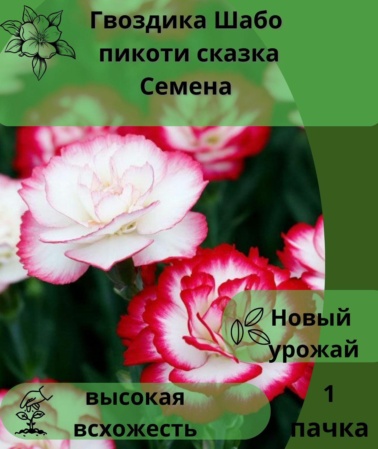 Гвоздика Шабо пикоти сказка, семена 10шт