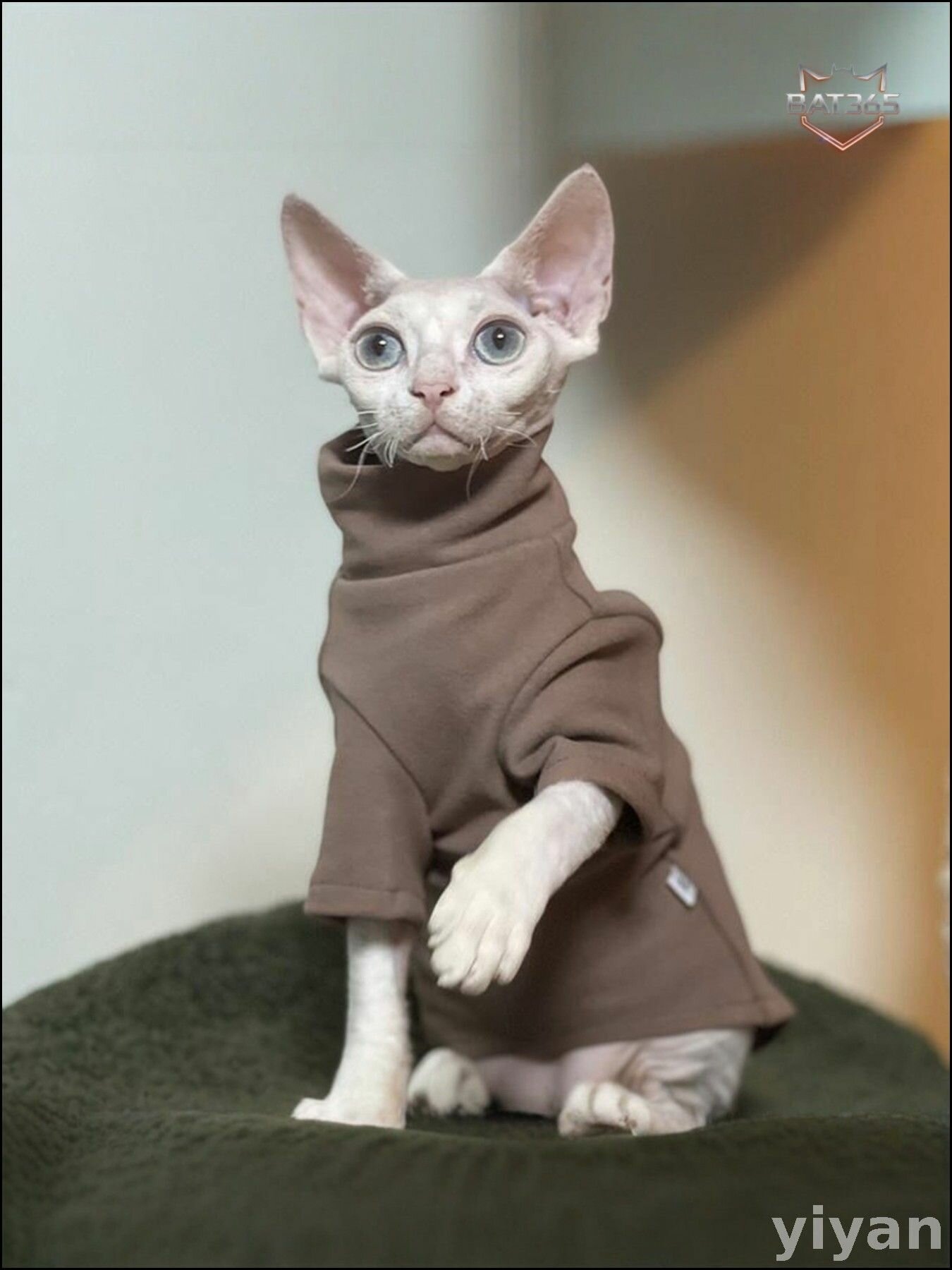 Эксклюзивный комбинезон для сфинкса, размер L