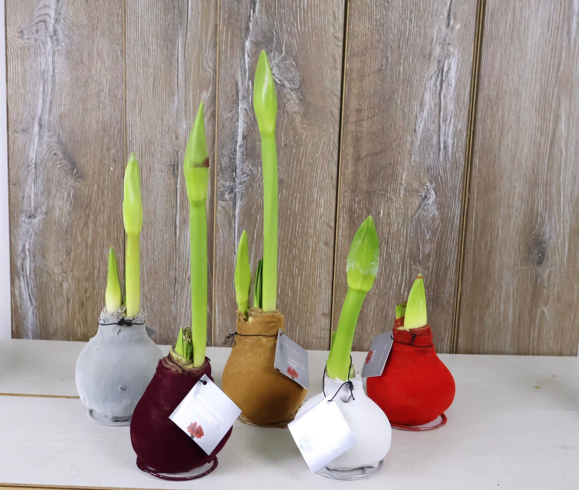 Луковицы амариллиса в воске «бархатный микс» 5 шт.