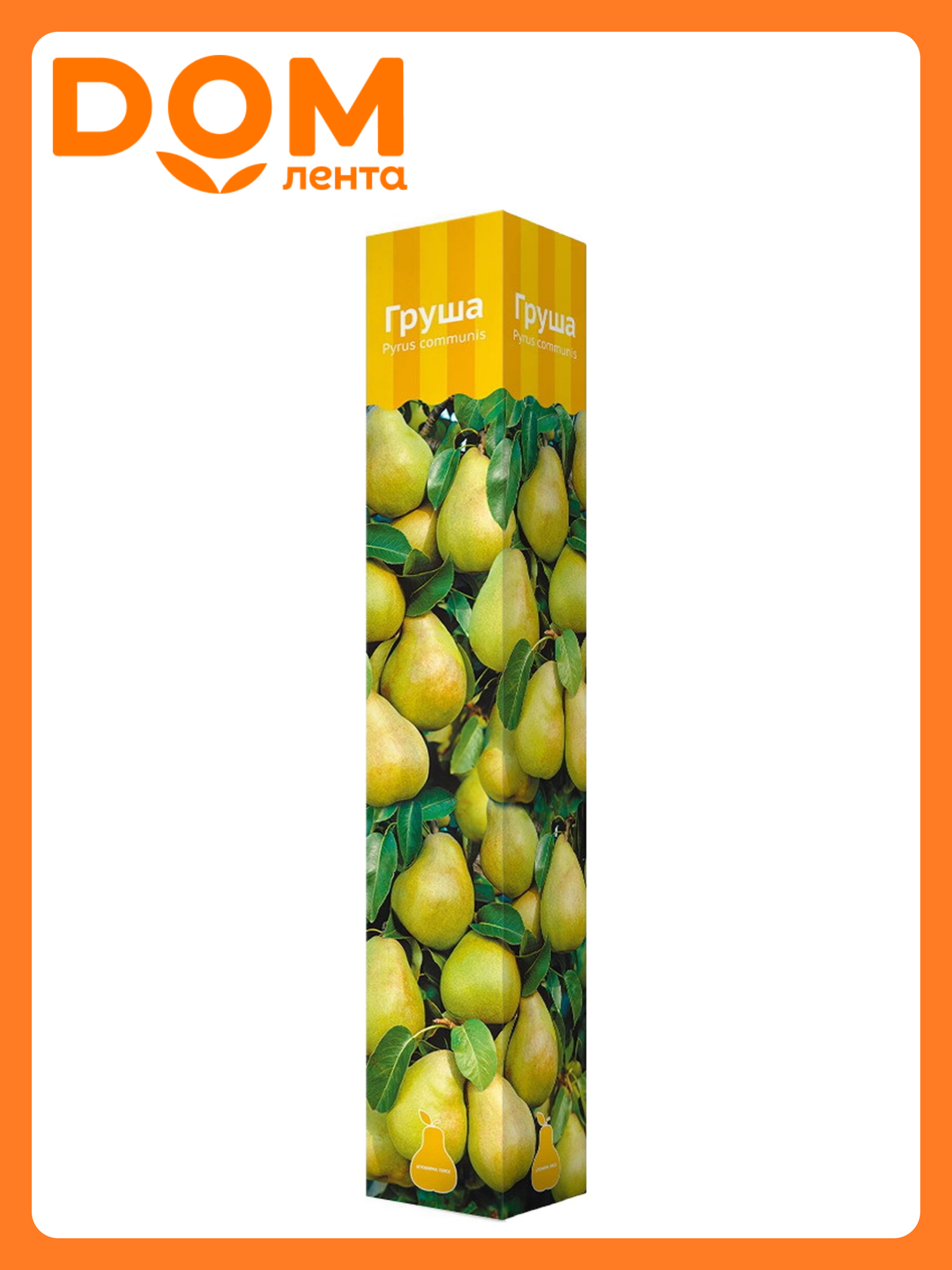 Растение Груша Поиск Н25 в ассортименте