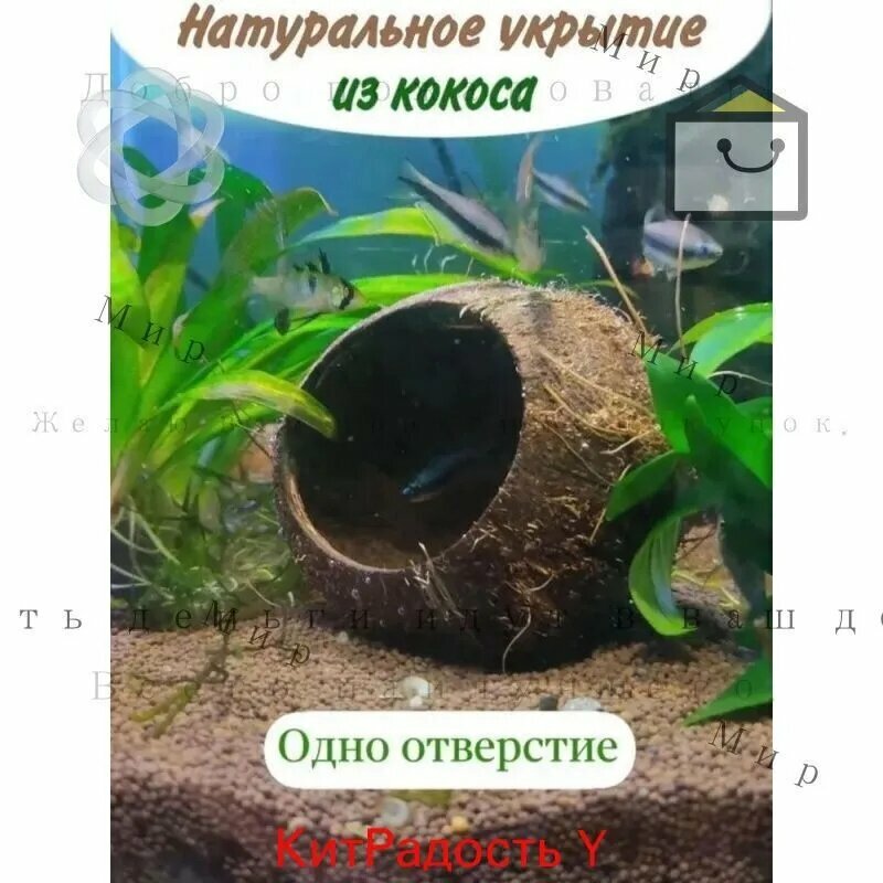 Небольшой. Кокос в аквариум декорация, укрытие