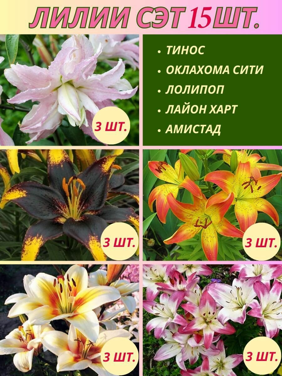 Лилии сэт, луковицы для посадки
