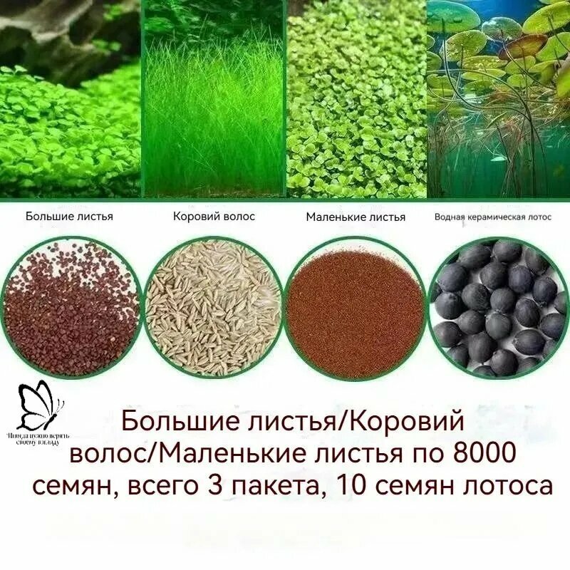 Семена растений для аквариума. Глоссостигма аквариумное растение живое.