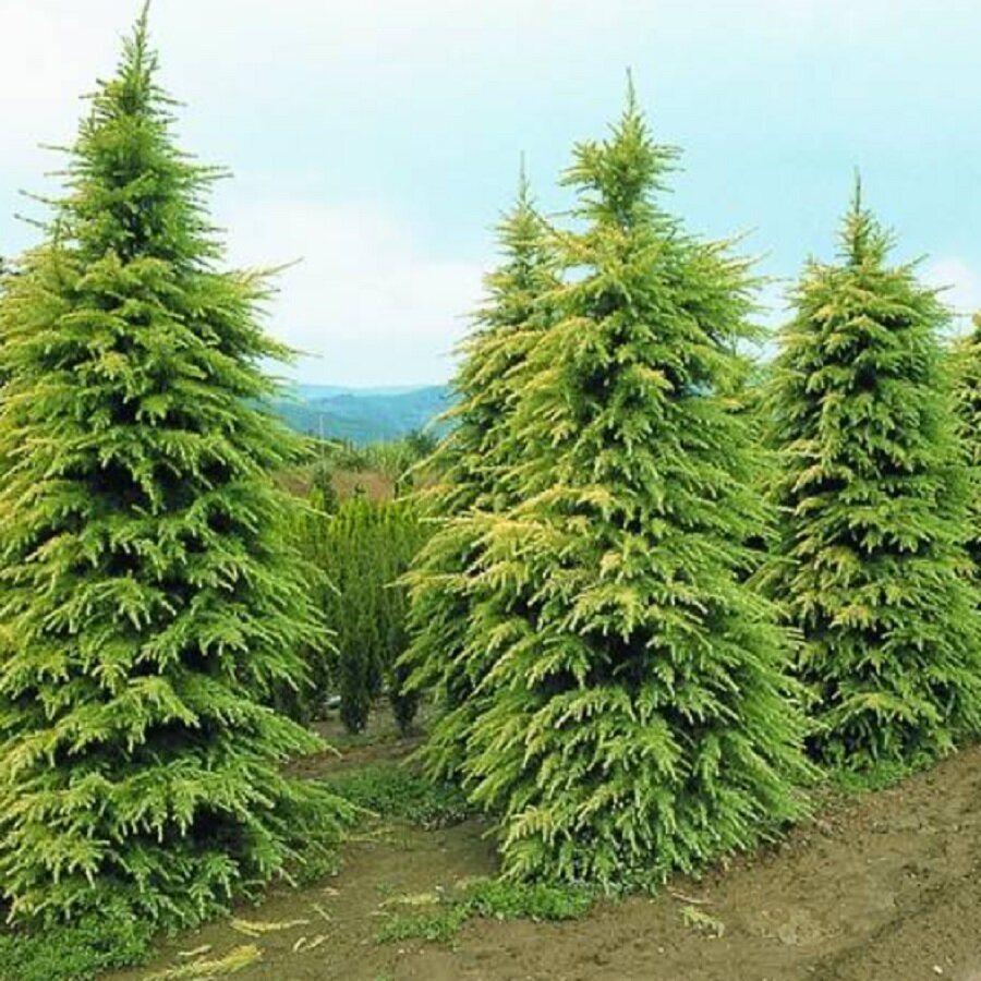 Семена Deodar SEEDS COMPANY Кедр гималайский 20 шт.