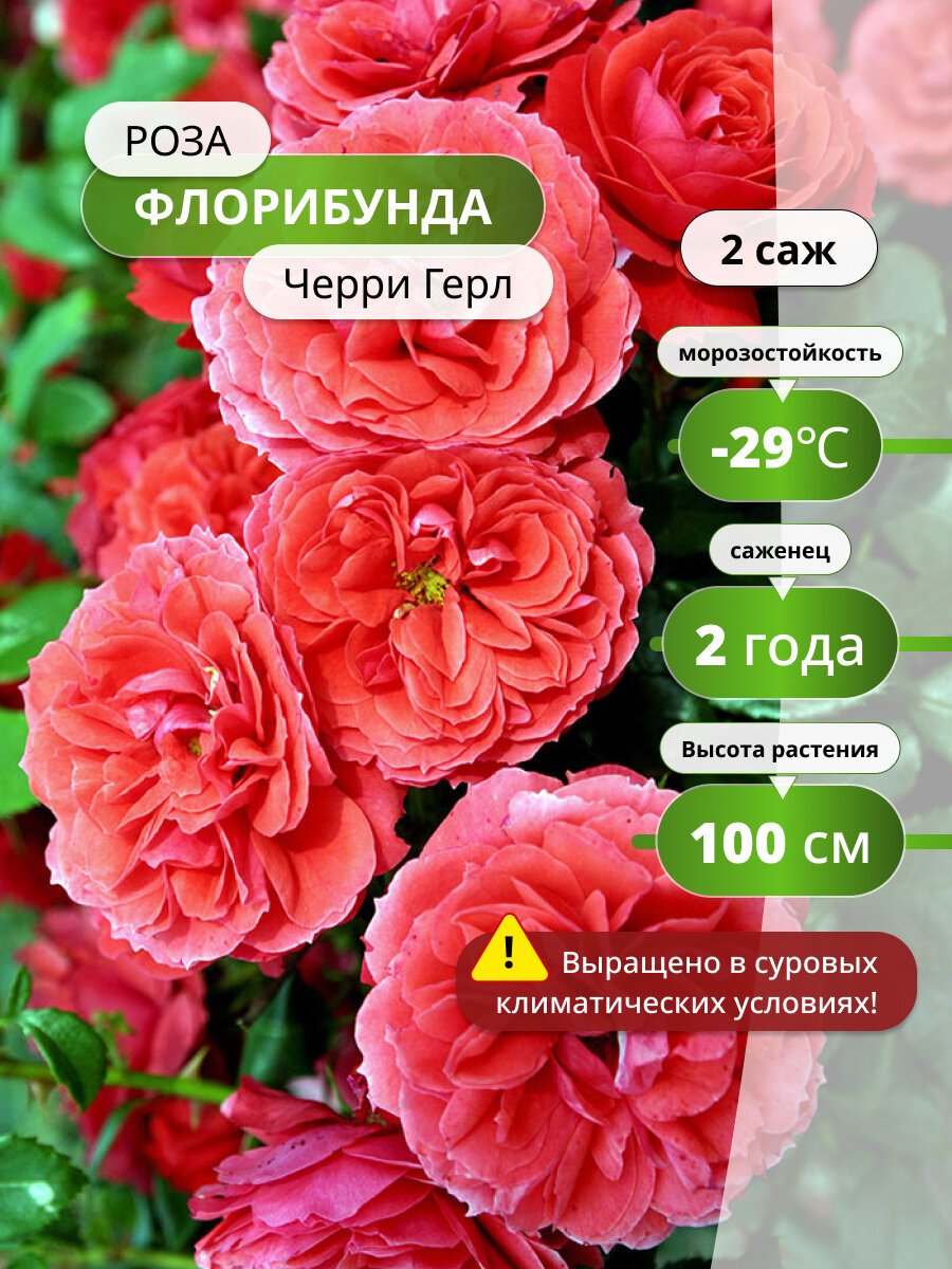 Роза флорибунда Черри Герл (Cherry Girl) 2 шт / роз, красный