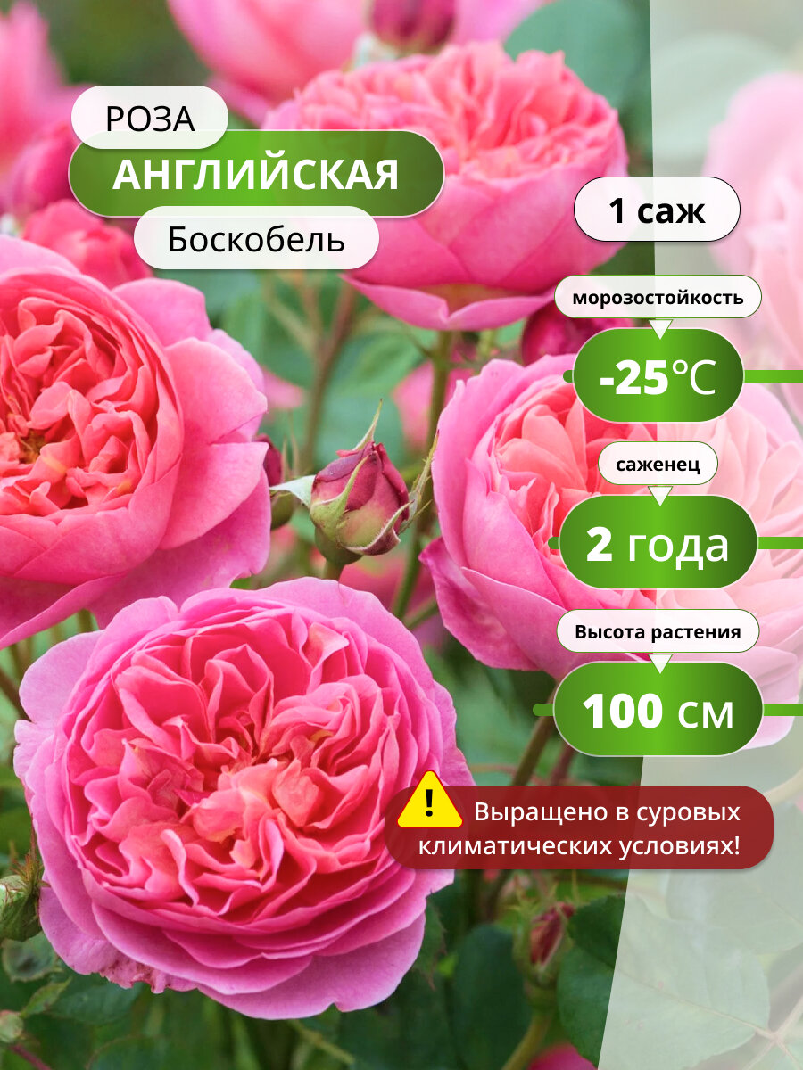 Роза английская "Боскобель", многолетник, до 100см, , розовая