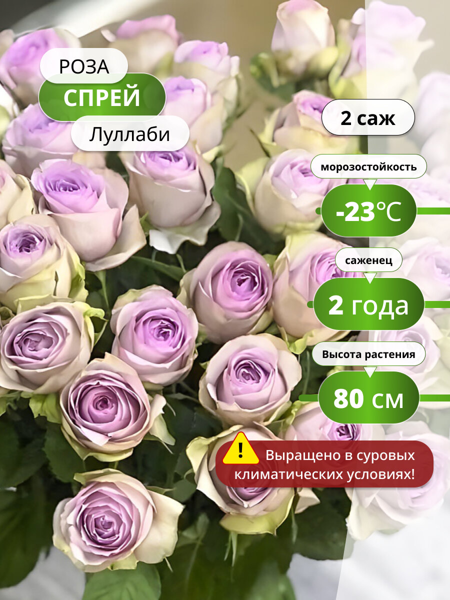 Роза спрей Луллаби, многолетняя, высота 70 см, фиолетово-розовая, морозостойкость, 2