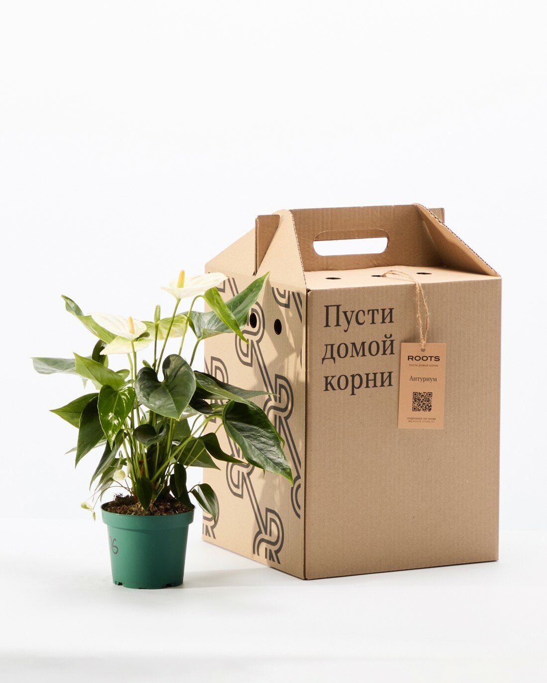 Антуриум Антедезия Вайт диаметр 12