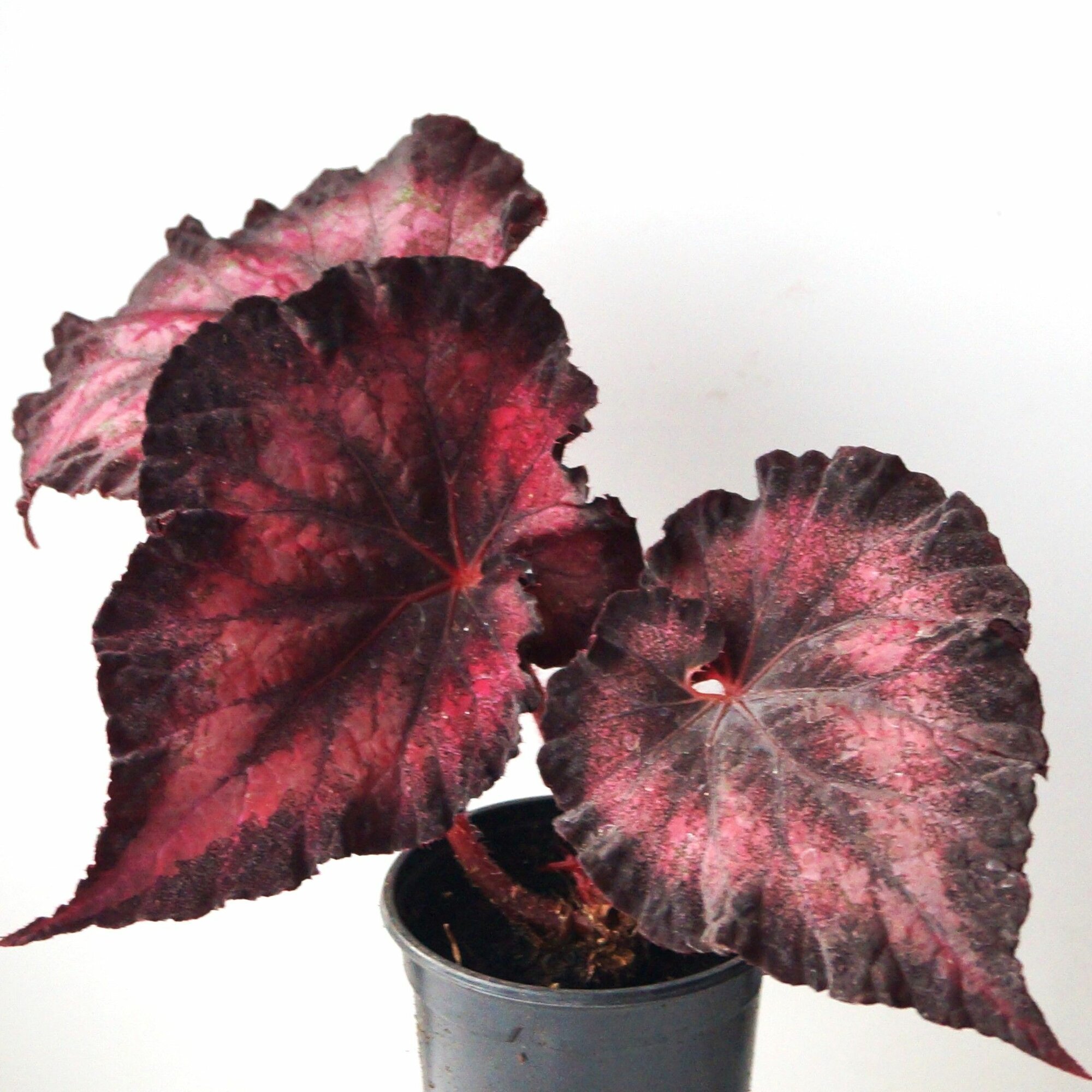 Бегония декоративно-лиственная DS-Флирт