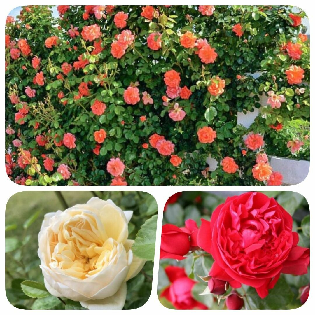 Комплект плетистых роз Лемон 3 шт