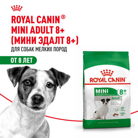 ROYAL CANIN MINI ADULT 8+ 2 кг корм для собак мелких пород с 8 до 12 лет