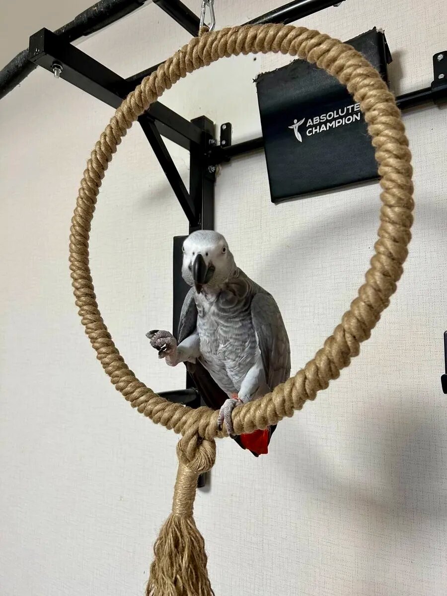 Игрушка для попугая - джутовое кольцо 45см, качелька
