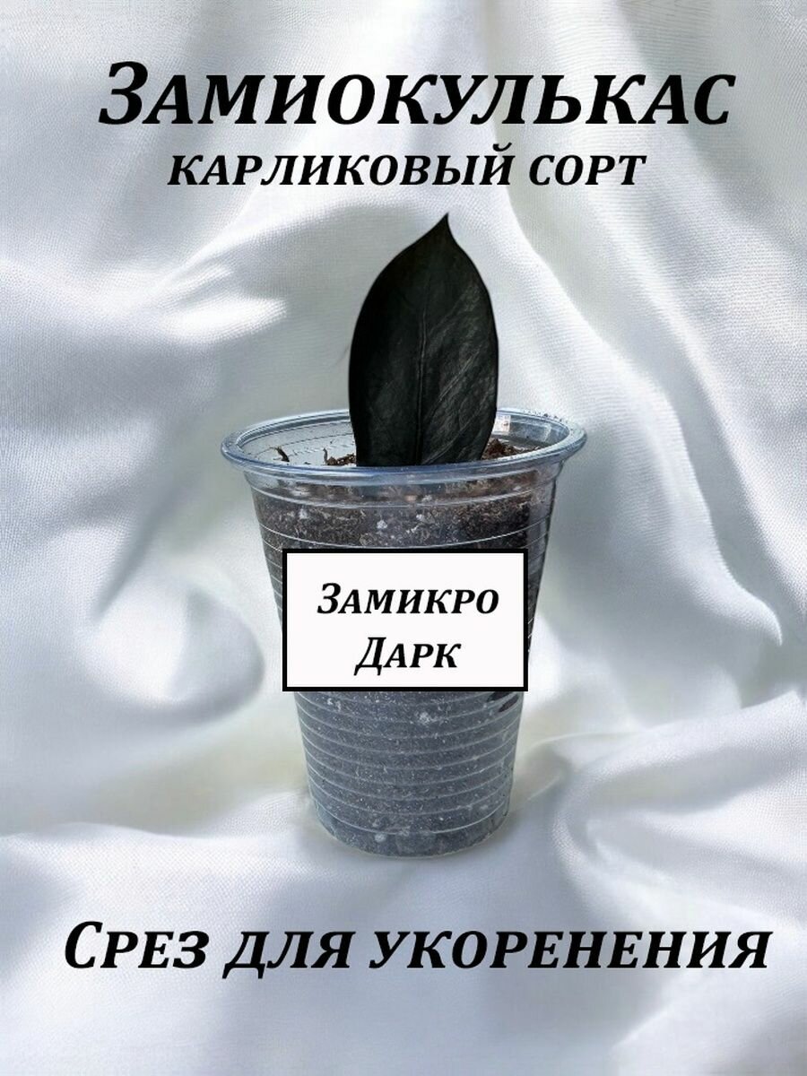 Срез замиокулькаса Zеленый Zамик "Замикро Дарк", карликовый, срез для укоренения