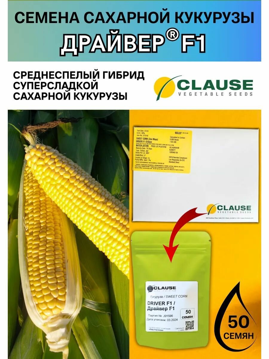 Семена кукурузы Драйвер F1 50 семян Clause, профессиональные семена