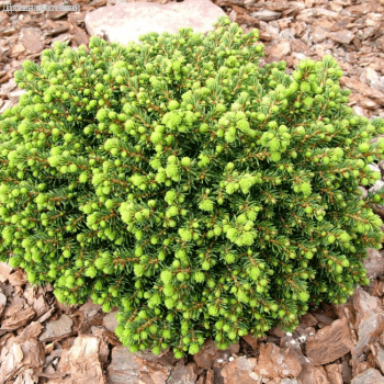 Ель Литл Джем, С2 (1 саженец в горшке 2 литра), Нидерланды